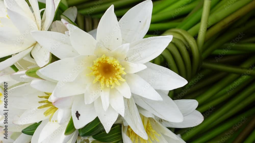 Close Up views of white Water Lily (Nymphaeaceae, water lilies, lily). Shapla flowers are ...
