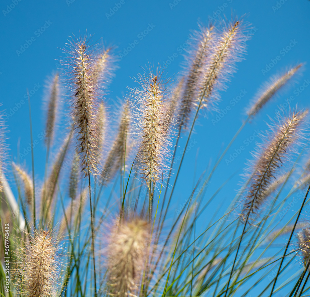 Very elegant ornamental grass forming dense bunches. It blooms with ...