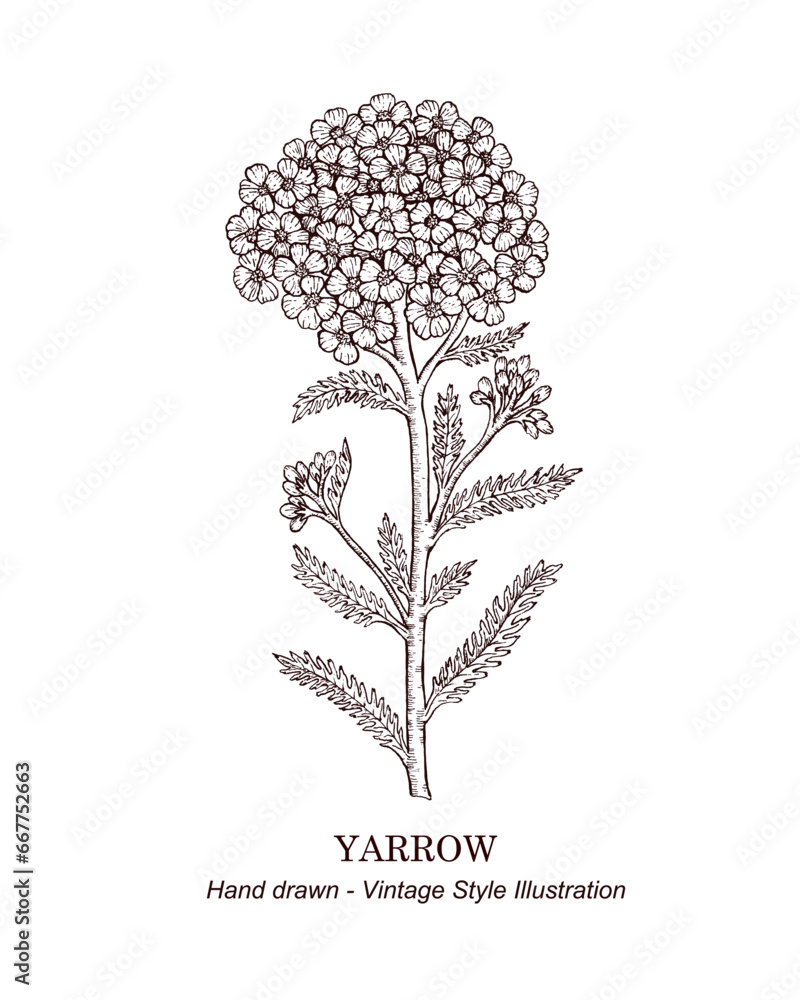 Hand drawn yarrow illustration. Achillea millefolium. Botanical design ...