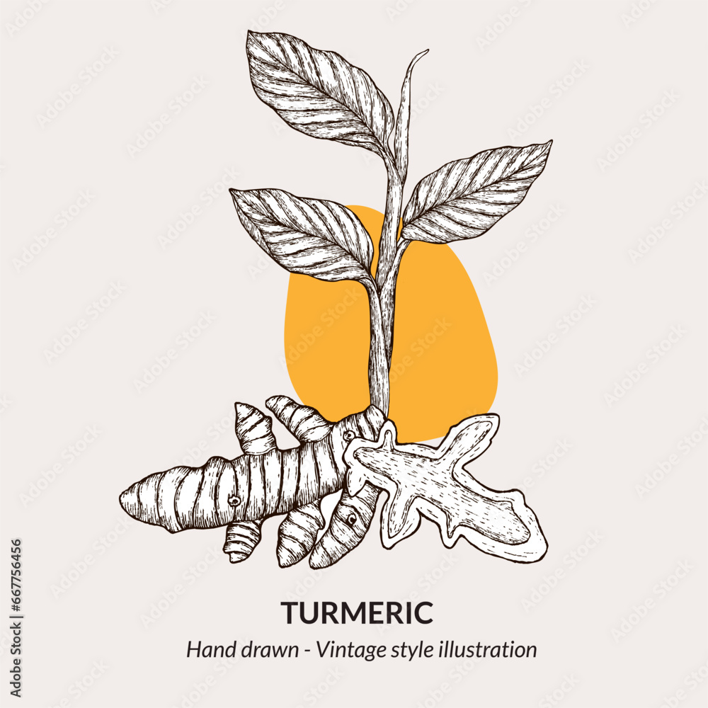 Hand drawn vector illustration turmeric. turmeric sketch. Illustration ...