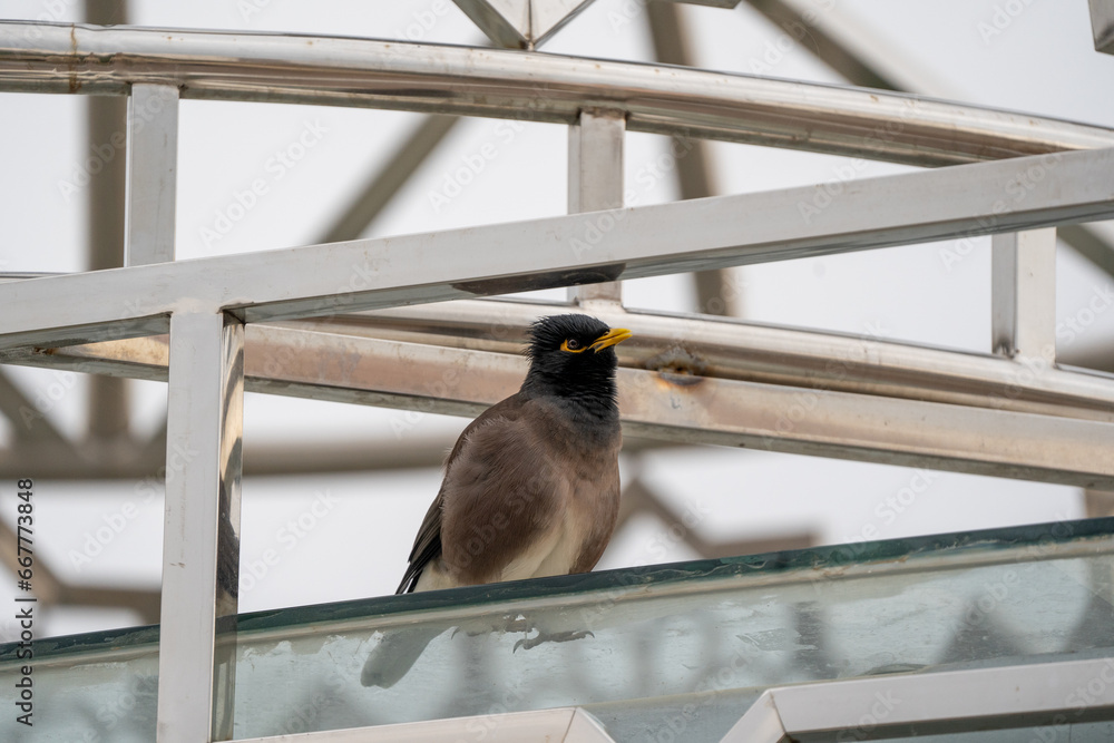 Common myna, highly invasive species, aggressive bird, killer of native ...