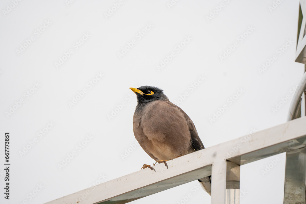 Common myna, highly invasive species, aggressive bird, killer of native ...