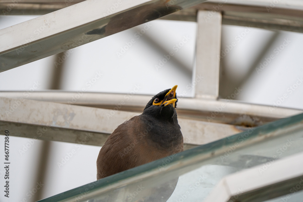 Common myna, highly invasive species, aggressive bird, killer of native ...