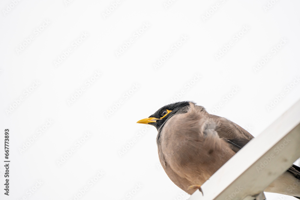 Common myna, highly invasive species, aggressive bird, killer of native ...