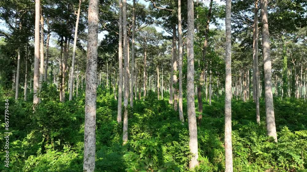 Vidéo Stock Yang or Gurjan trees glowing in a Forestry Plantation ...