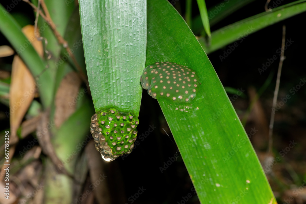 Egg clump of the rare and endangered Kloof frog, also known as the Natal diving frog, or ...