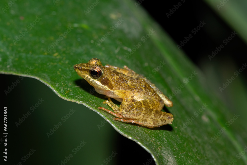 The rare and endangered Kloof frog, also known as the Natal diving frog ...