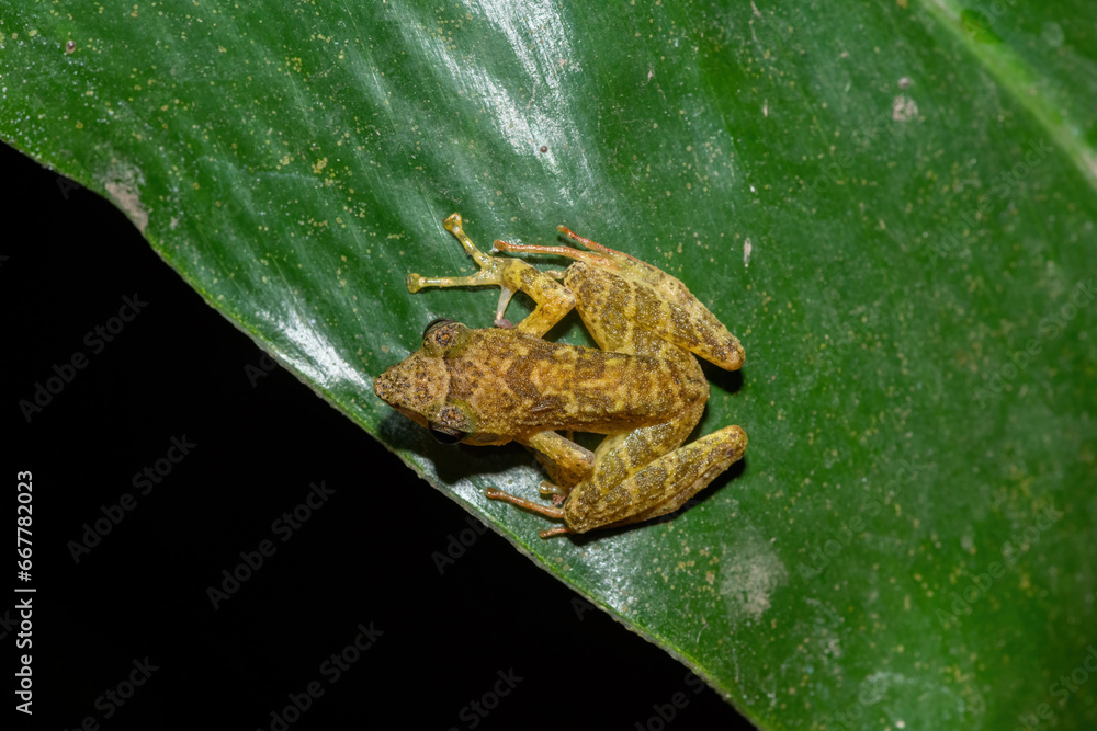 The rare and endangered Kloof frog, also known as the Natal diving frog ...