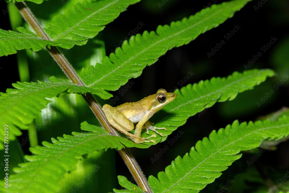 The rare and endangered Kloof frog, also known as the Natal diving frog ...