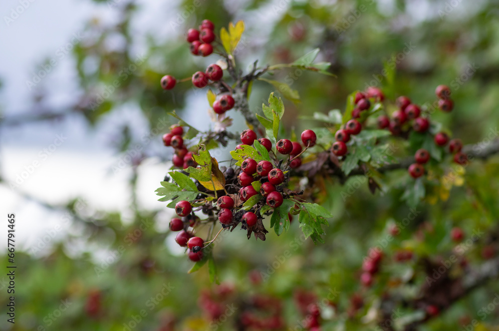 Crataegus monogyna common one-seed hawthorn hawberry with red ripened ...