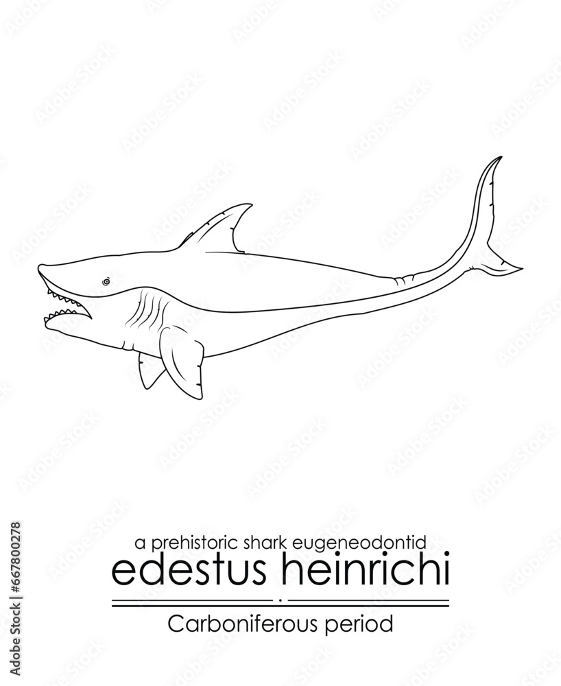 Edestus Heinrichi, a prehistoric shark eugeneodontid, creature from the ...