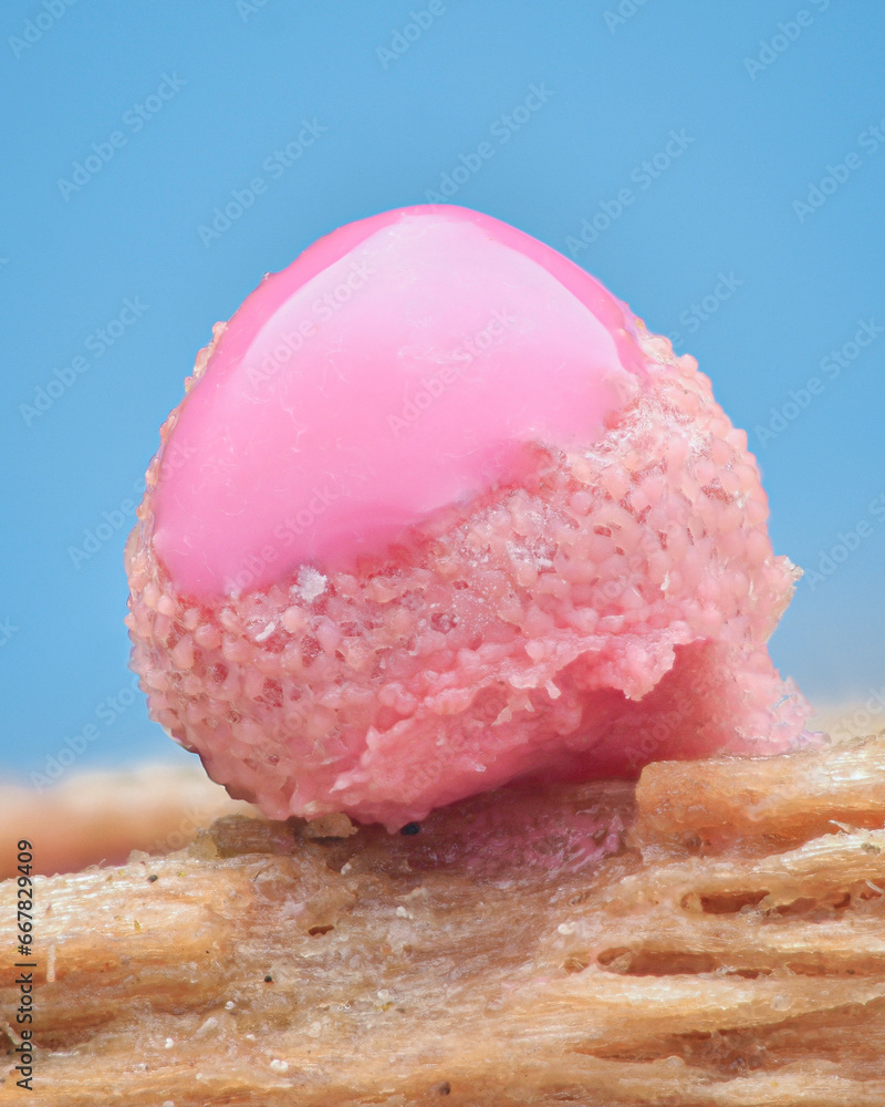 Close up of a young, pink fruiting body of the slime mold amoeba Wolf's ...