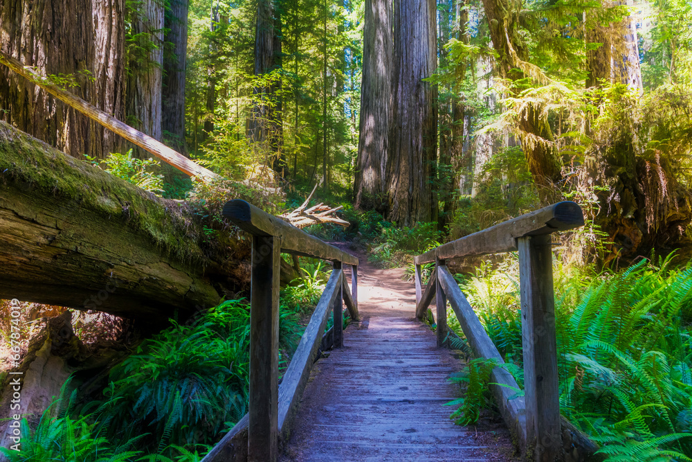 hiking trails along the towering redwood trees in the Redwood Forest ...