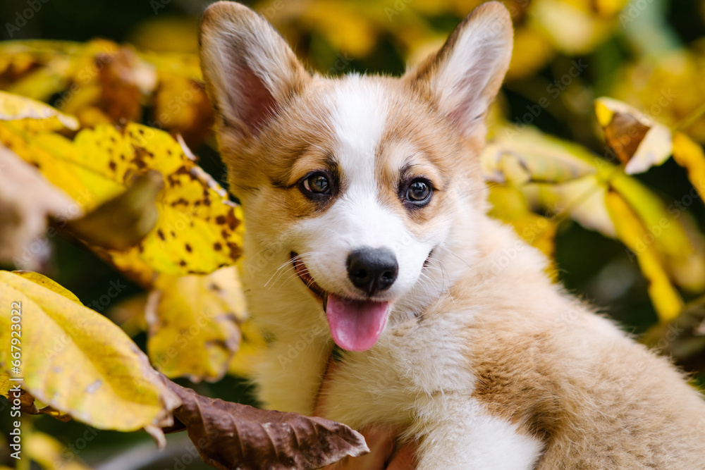 Portrait of a small Pembroke Welsh Corgi puppy posing with his mouth ...