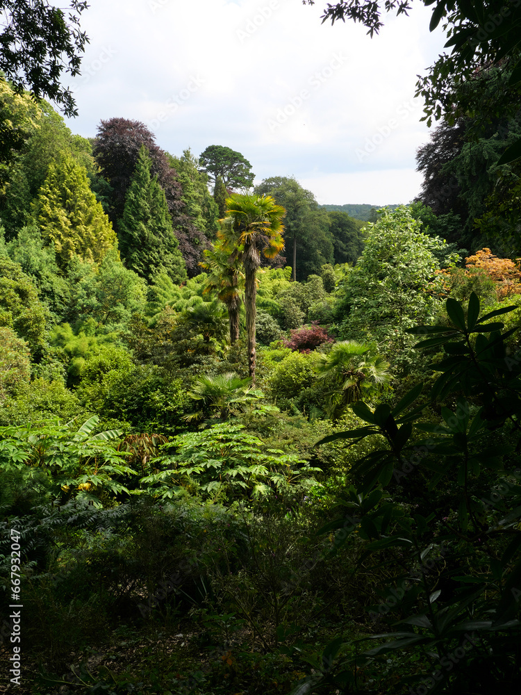 Blick in die Schlucht von Trebah Garden, Cornwall, England, bewachsen ...