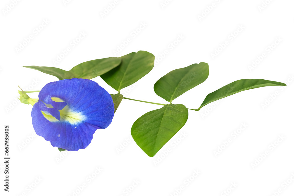 Isolated Asian pigeonwings or Clitoria ternatea aka butterfly pea ...