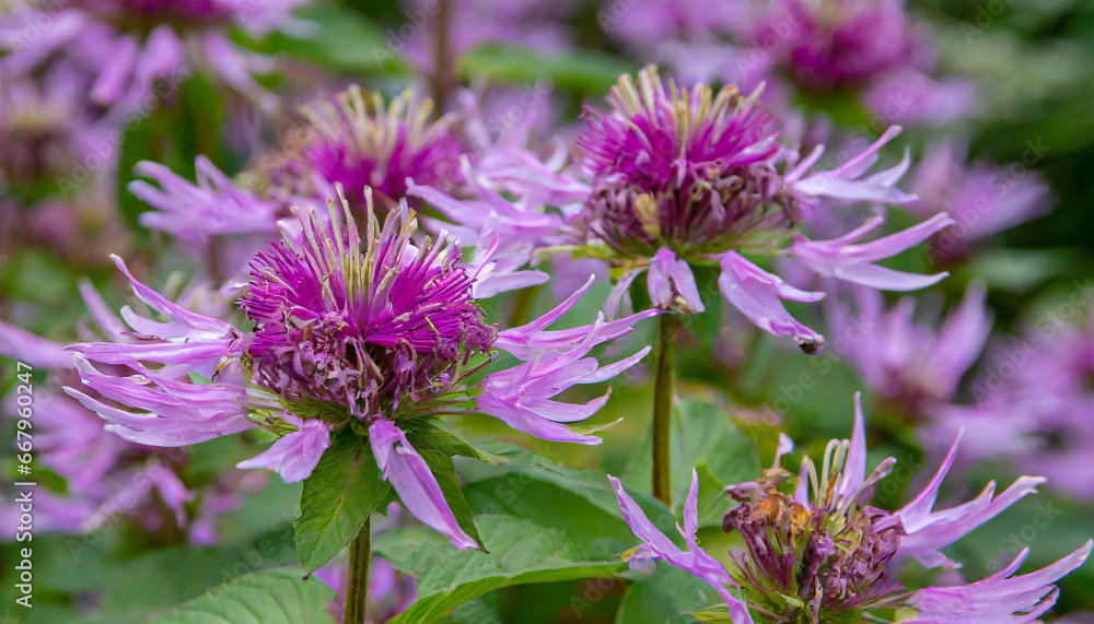 Macro texture background view of purple monarda fistulosa (bee balm ...