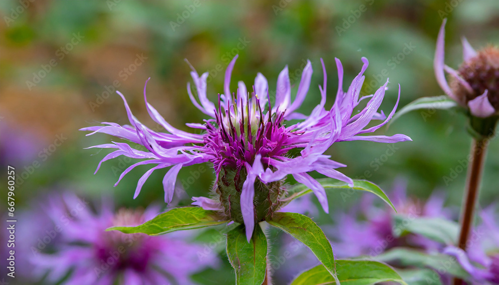 Macro texture background view of purple monarda fistulosa (bee balm ...