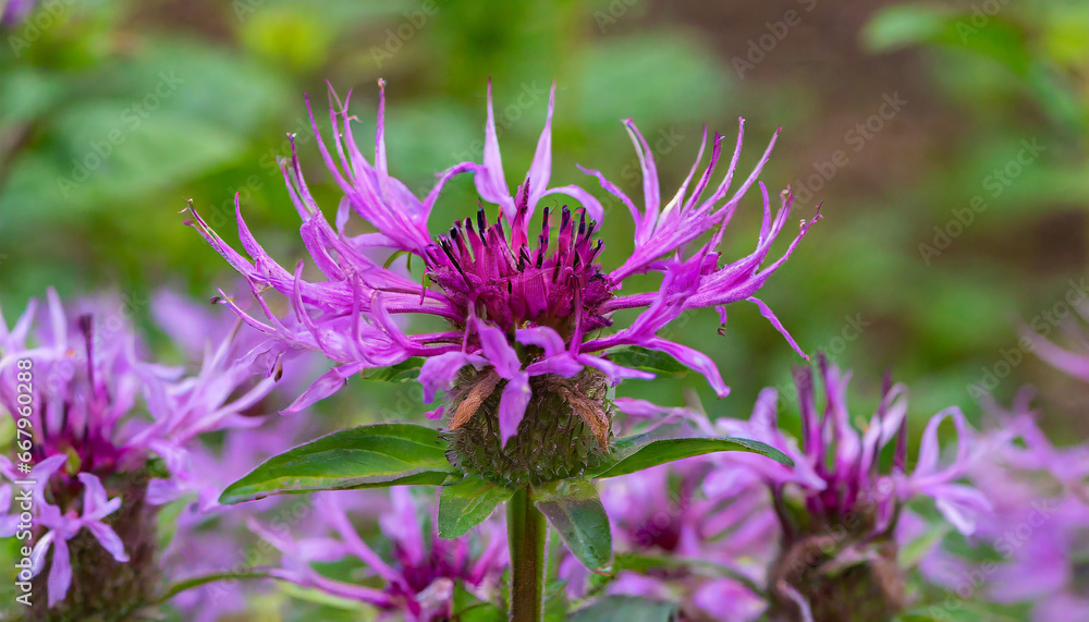 Macro texture background view of purple monarda fistulosa (bee balm ...