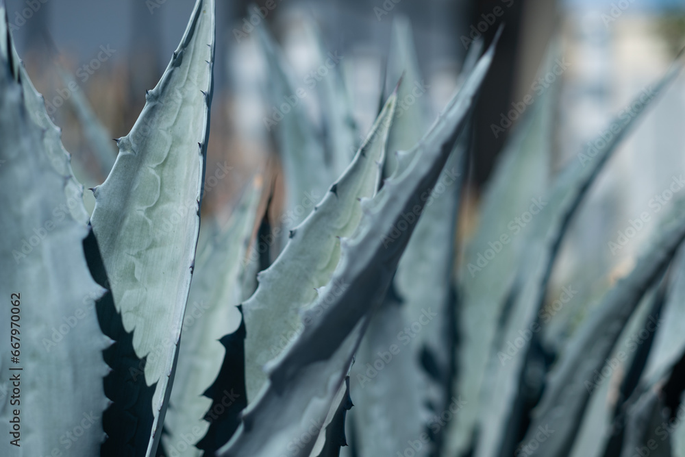 The spiny blue-green leaves of an agave plant, the Agave Americana ...
