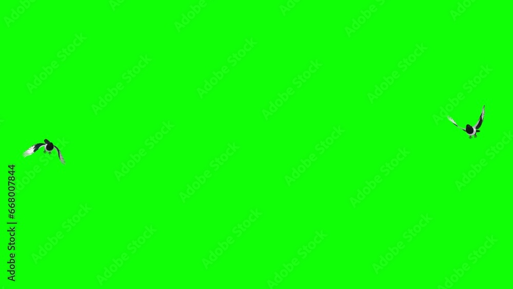 TwoEurasian Magpie Birds - Flying Around - Green Screen - 3D Animation ...