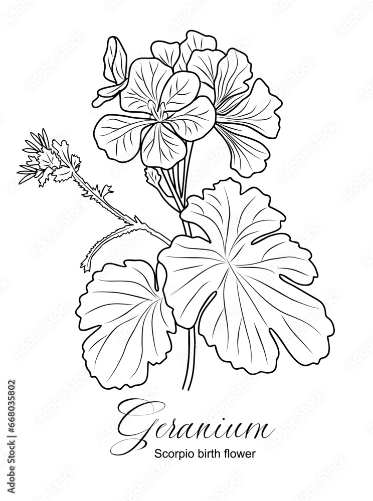Geranium flower line art drawing. Scorpio zodiac birth month flower ...