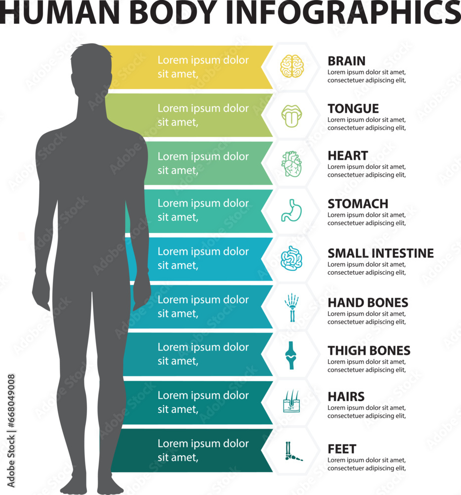 Vector human body infographic. Medical and healthcare template for ...