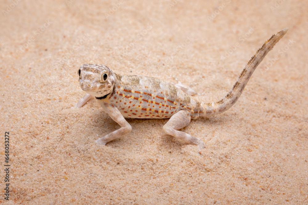 Pristurus carteri, commonly known as Scorpion-tailed Gecko, or Carter’s ...