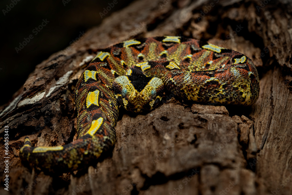 Rhinoceros Viper (Bitis nasicornis), also called River Jack, brightly ...