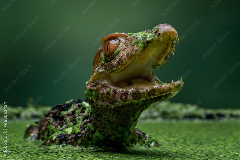 Cuvier's Dwarf Caiman or Musky Caiman (Paleosuchus palpebrosus) is a ...