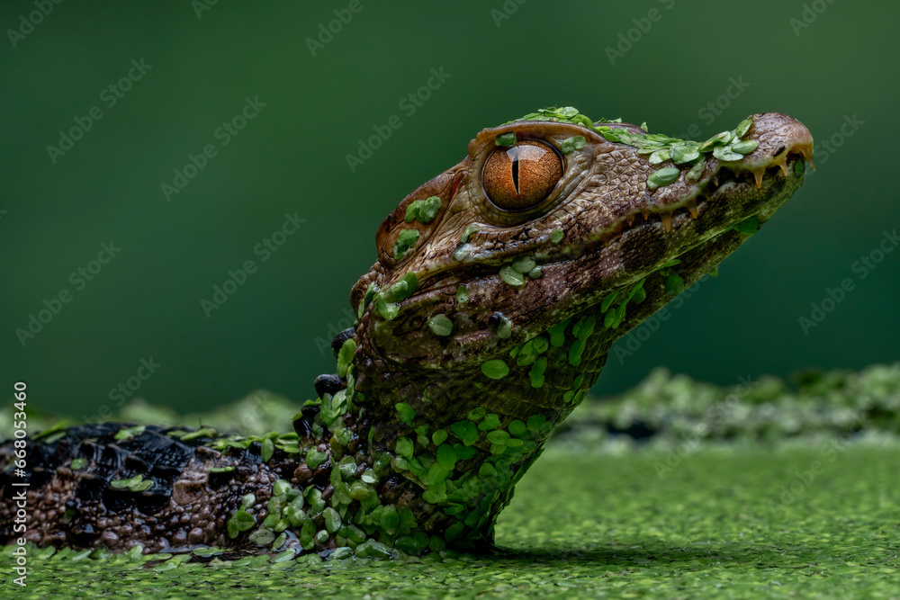 Cuvier's Dwarf Caiman or Musky Caiman (Paleosuchus palpebrosus) is a ...