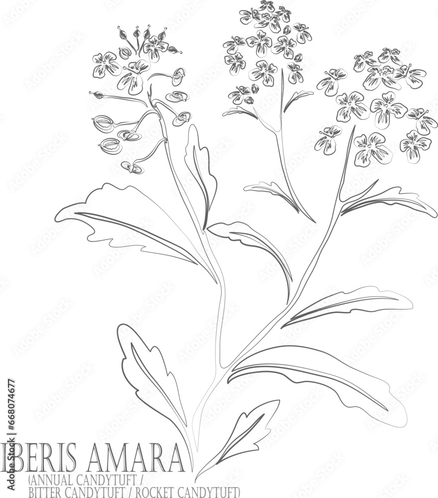 Annual Candytuft, Rocket Candytuft flowers vector contour. Iberis amara ...