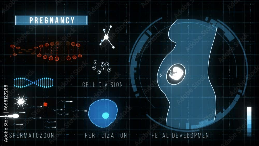 Futuristic HUD Medical Screen with animated pregnant belly, fetal ...