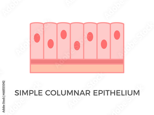 Fototapeta Simple columnar epithelium. Epithelial tissue types. Tall ...