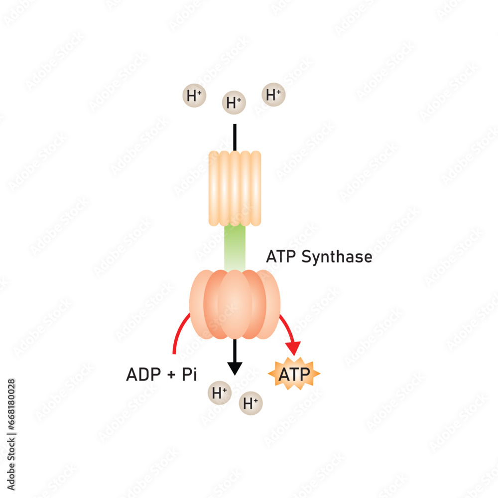 ATP Synthase Mechanism of Function Scientific Design. Vector ...