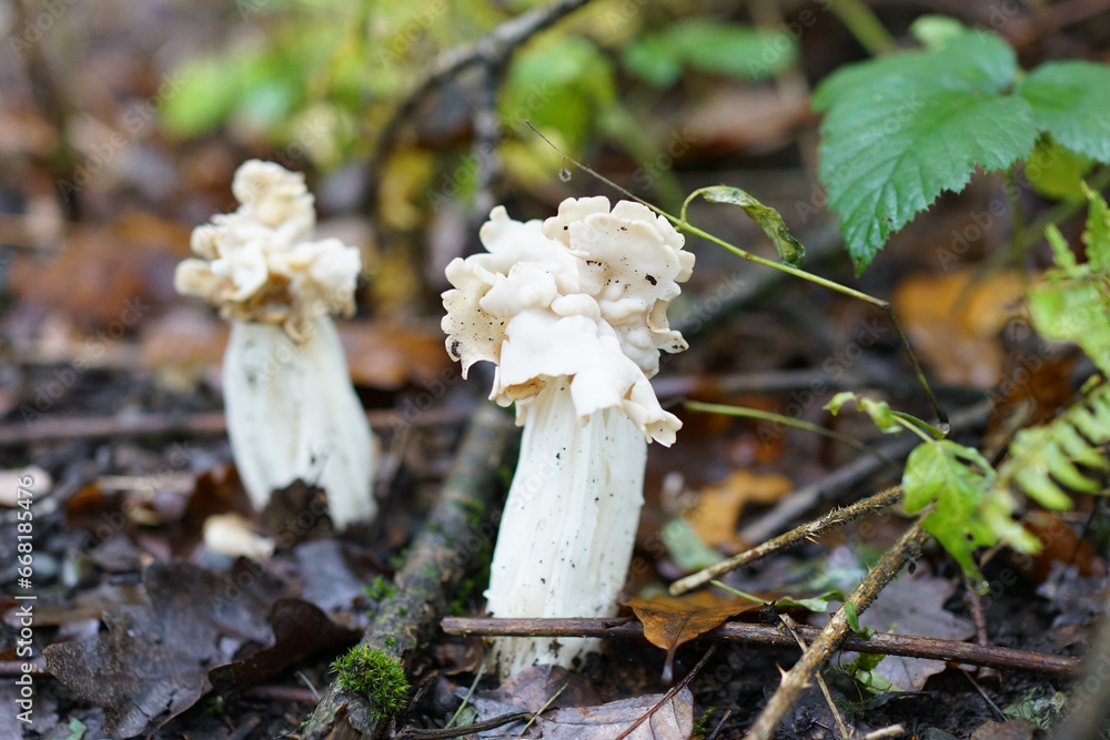 Herbstlorchel, Lorchel, umstrittener Pilz, eher als unverträglich ...