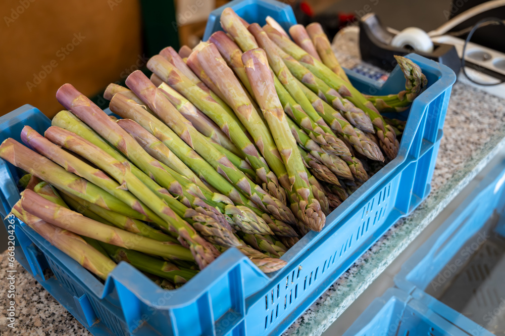Bunch of harvvested green asparagus sprouts growing on bio farm field ...