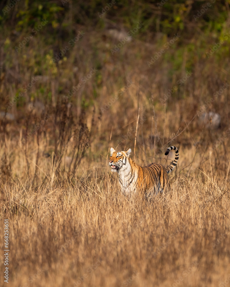 indian wild female tiger or panthera tigris head on tail up on prowl ...