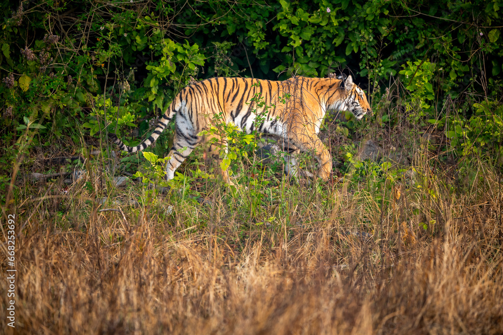 indian wild female tiger or panthera tigris side profile walking or ...