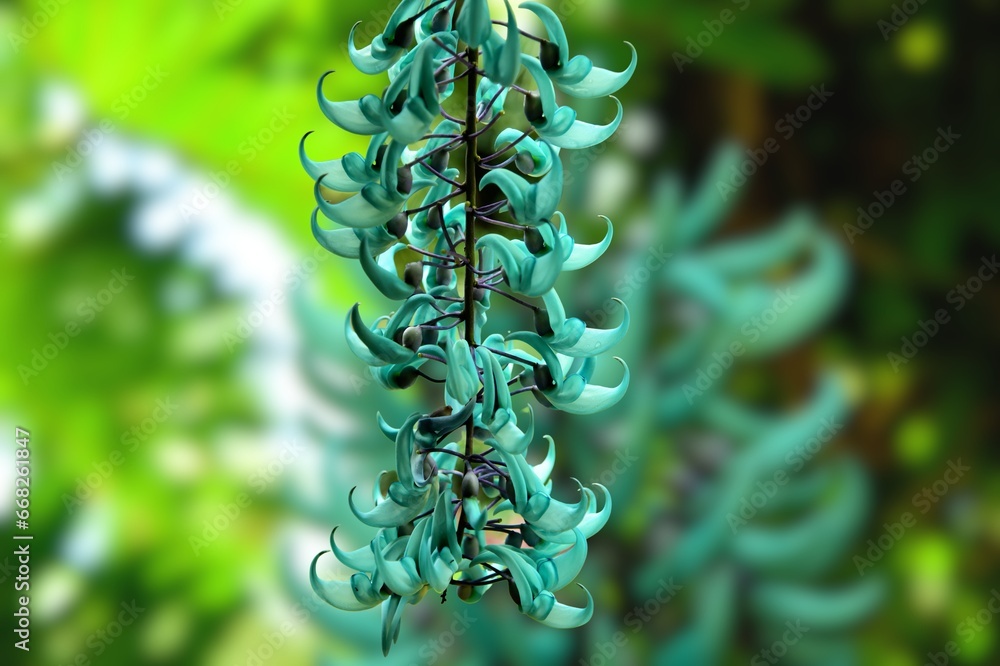 Jade vine or Emerald vine flower blooming. Strongylodon macrobotrys ...