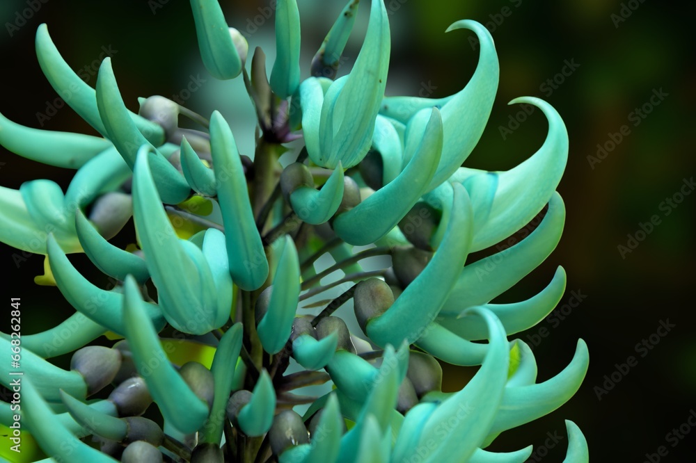 Jade vine or Emerald vine flower blooming. Strongylodon macrobotrys ...