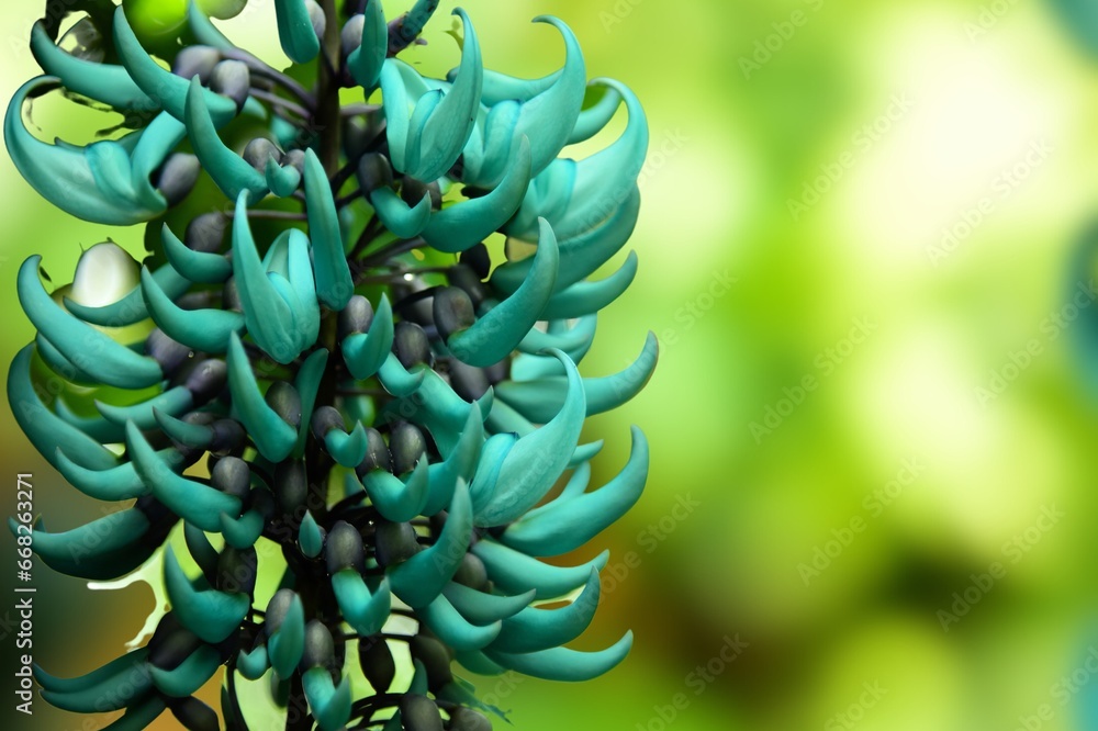 Jade vine or Emerald vine flower blooming. Strongylodon macrobotrys ...