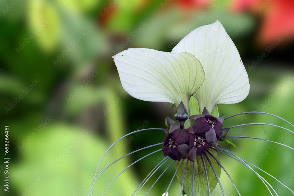 Tacca chantrieri (Bat flower, Black lily).Nearly black bloom of a bat ...