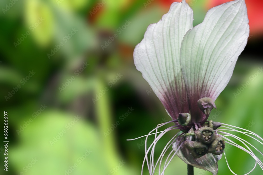 Tacca chantrieri (Bat flower, Black lily).Nearly black bloom of a bat ...