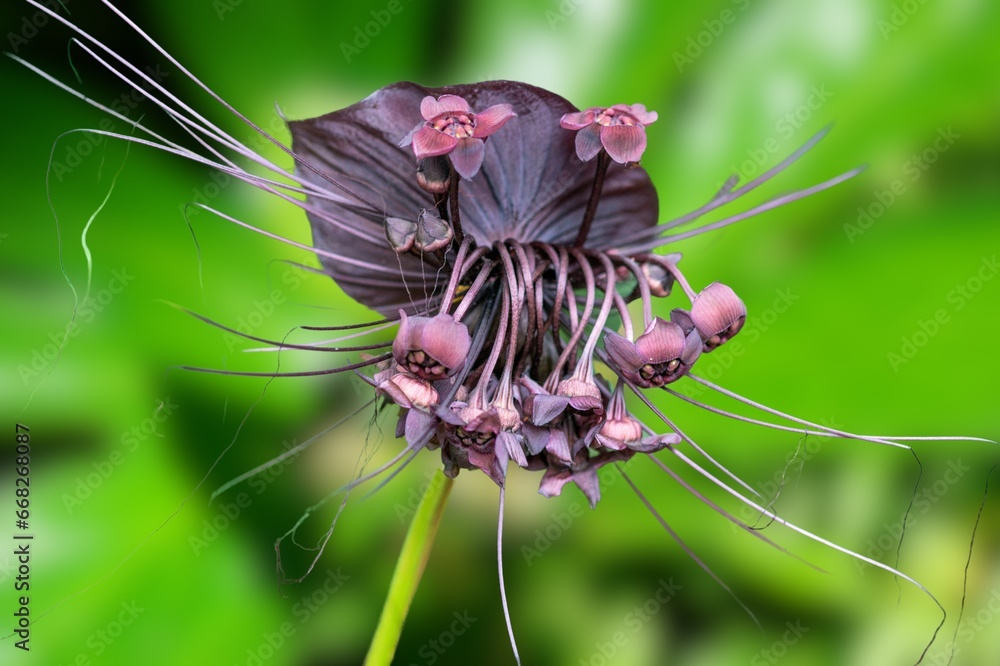 Tacca chantrieri (Bat flower, Black lily).Nearly black bloom of a bat ...