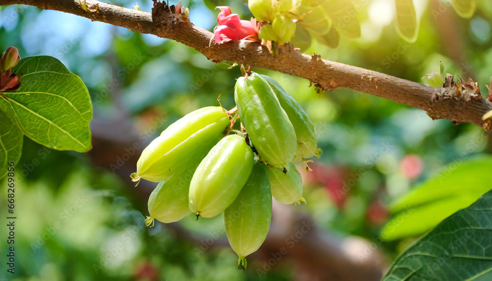 averrhoa bilimbi a k a kamias cucumber tree bilimbi edible and Stock ...