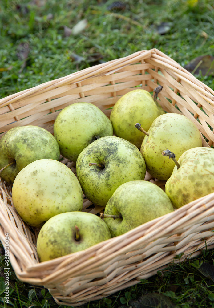 Phyllachora pomigena, Cladosporium or Schizothyrium pomi covering ...