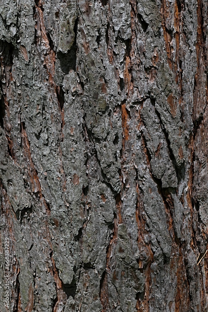Wood texture of older Scots Pine tree, latin name Pinus Sylvestris ...