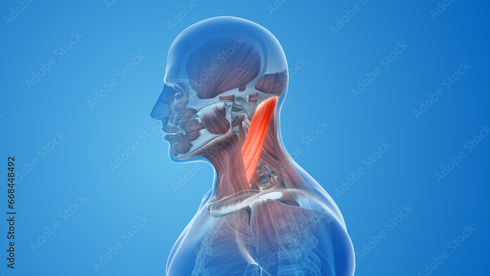 Sternocleidomastoid Muscles pain and injury Stock Illustration | Adobe ...