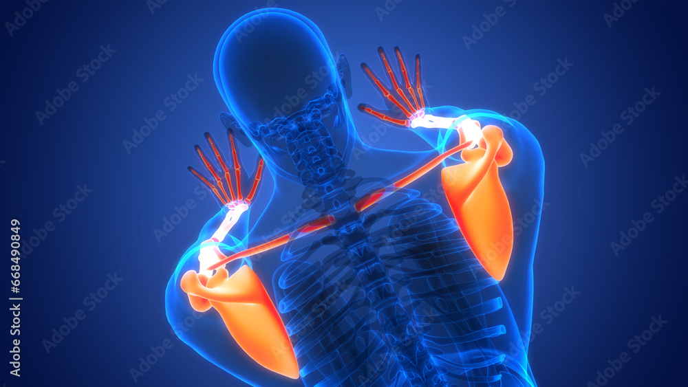Human Skeleton System Upper Limbs Bone Joints Anatomy Stock ...